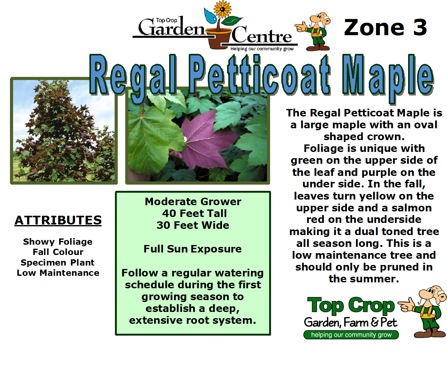 Regal Petticoat Maple - Top Crop, Garden Farm & Pet